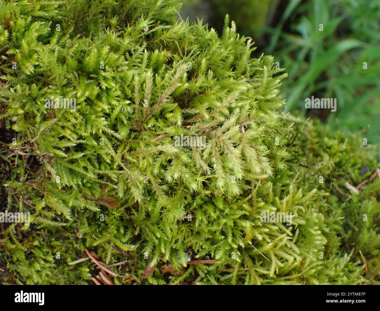 rough goose neck moss (Hylocomiadelphus triquetrus Stock Photo - Alamy