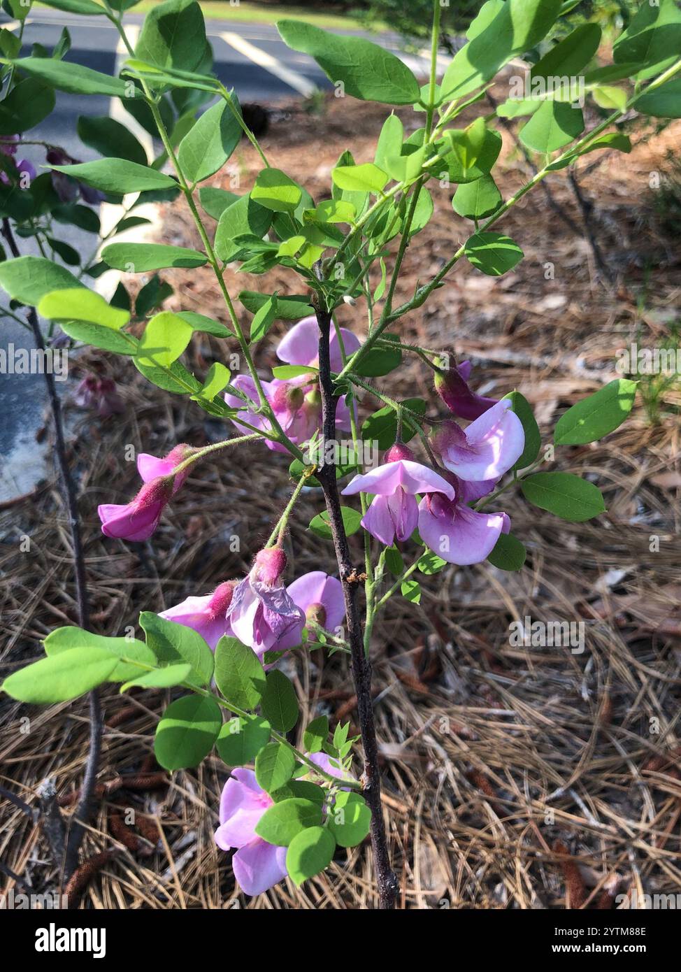 dwarf bristly locust (Robinia hispida nana Stock Photo - Alamy