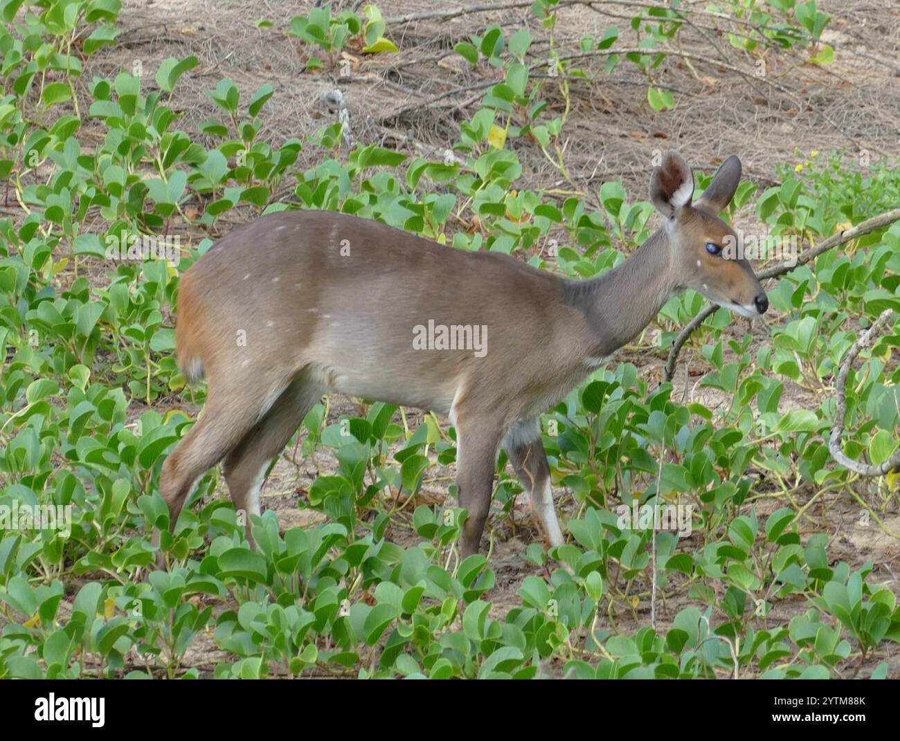 Cape Bushbuck (Tragelaphus sylvaticus sylvaticus Stock Photo - Alamy