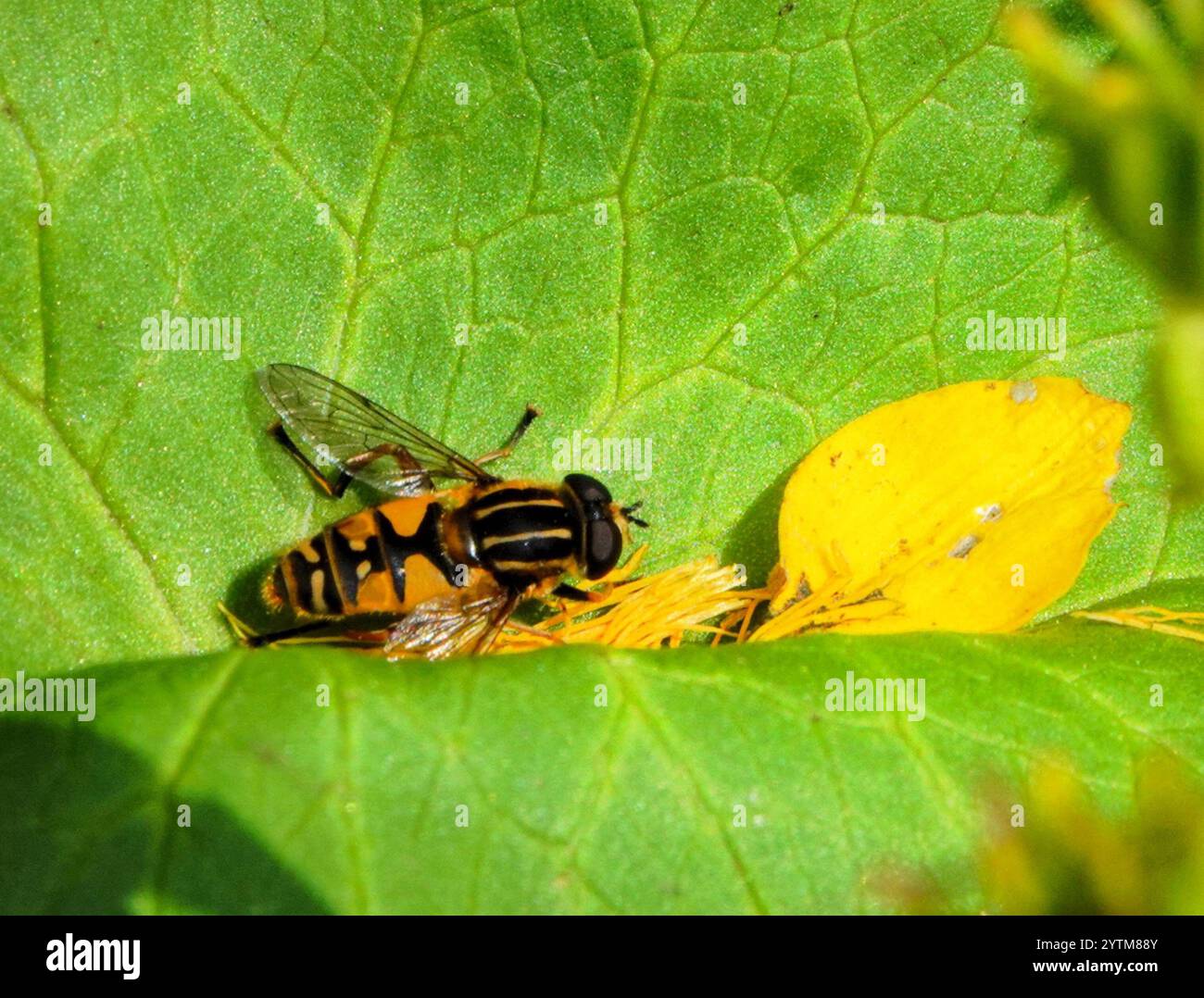Sun Fly (Helophilus pendulus Stock Photo - Alamy
