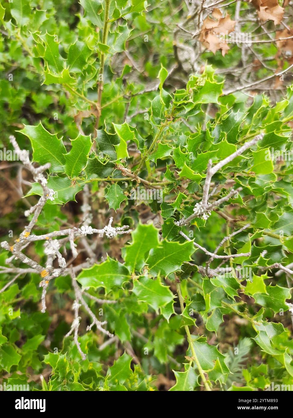 Kermes oak (Quercus coccifera Stock Photo - Alamy