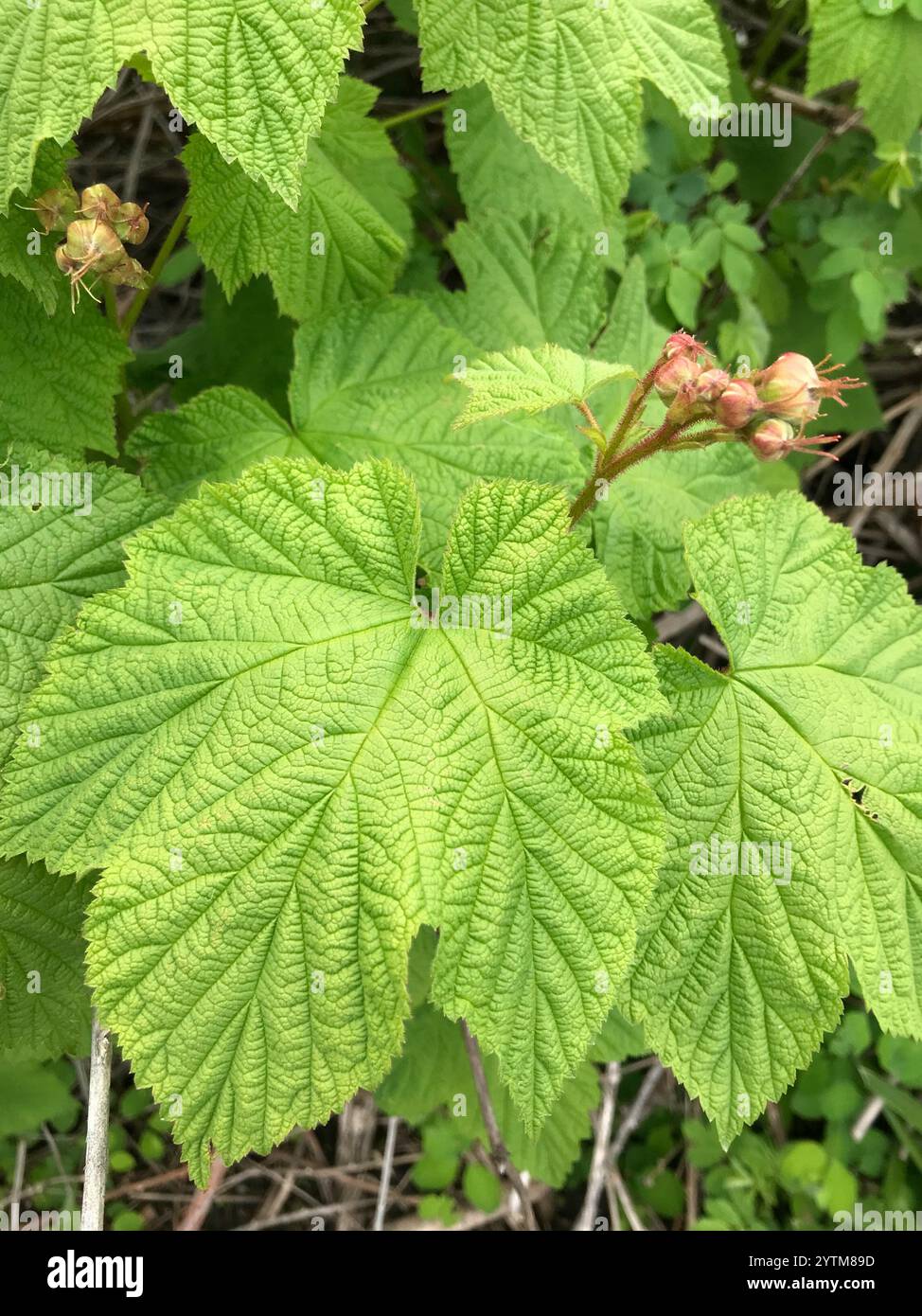 thimbleberry (Rubus parviflorus Stock Photo - Alamy
