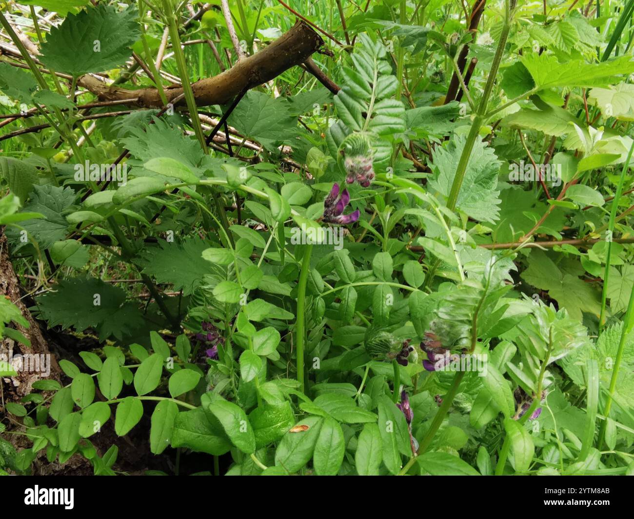 Bush Vetch (Vicia sepium Stock Photo - Alamy