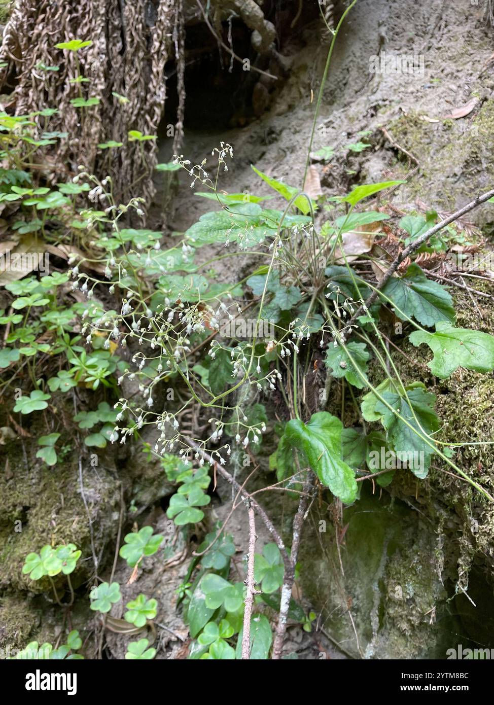 crevice alumroot (Heuchera micrantha Stock Photo - Alamy