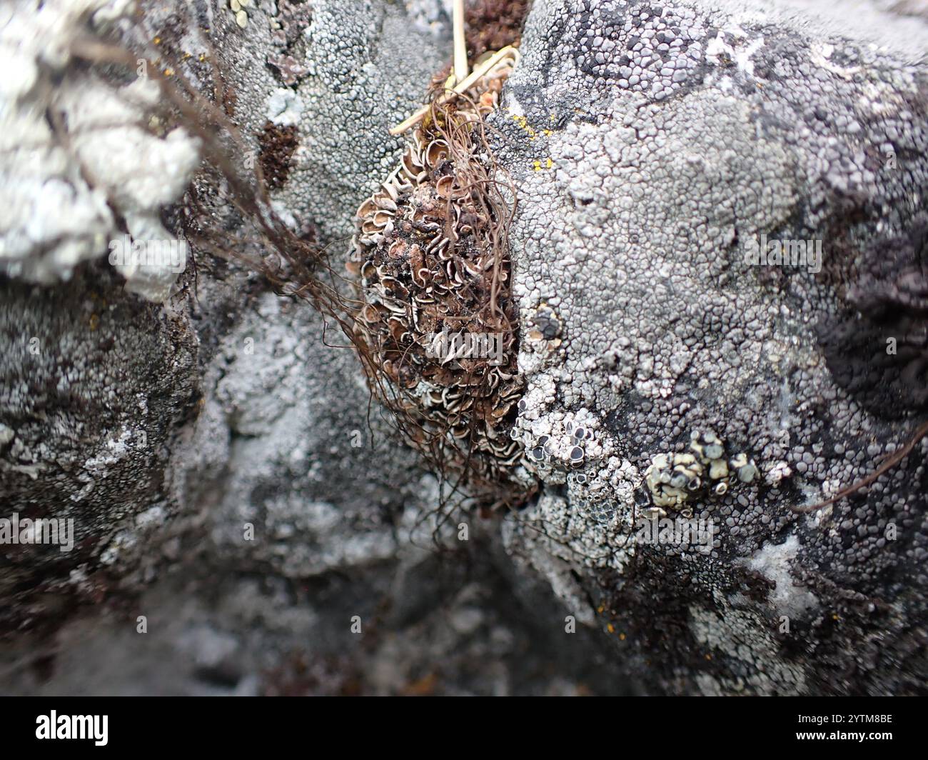 Fishscale Lichens (Psora Stock Photo - Alamy