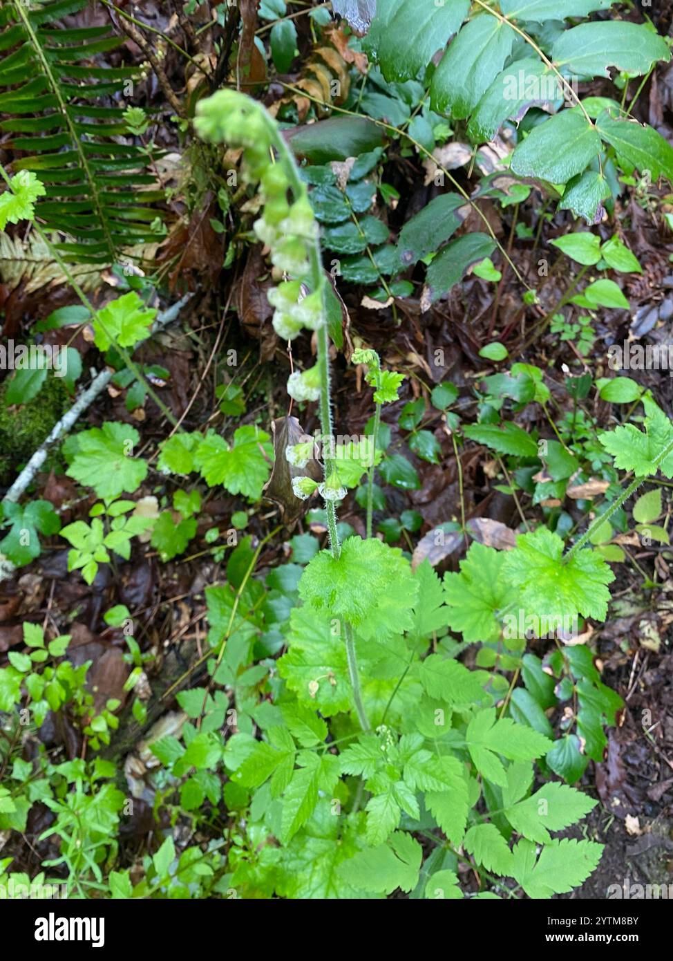 fringe cups (Tellima grandiflora Stock Photo - Alamy