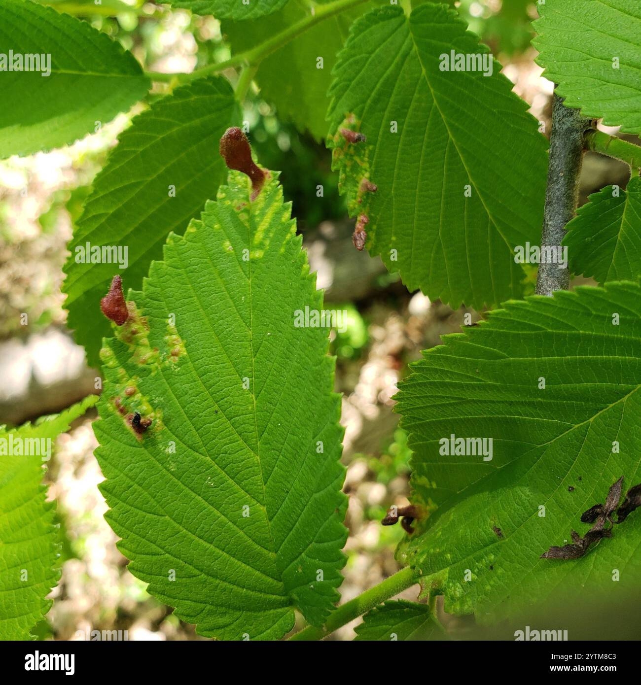 Woolly Aphids and Gall-making Aphids (Eriosomatinae Stock Photo - Alamy