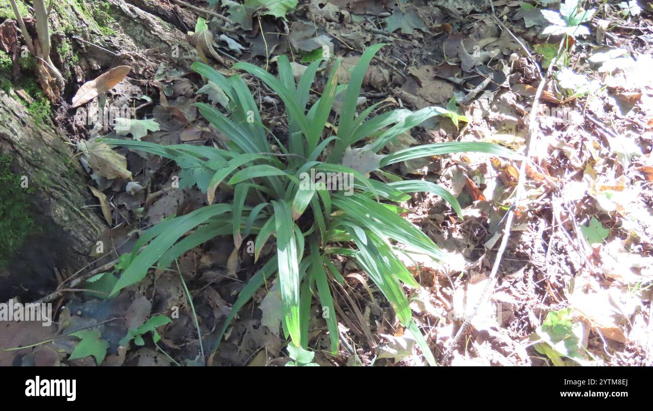White Bear Sedge (Carex albursina Stock Photo - Alamy