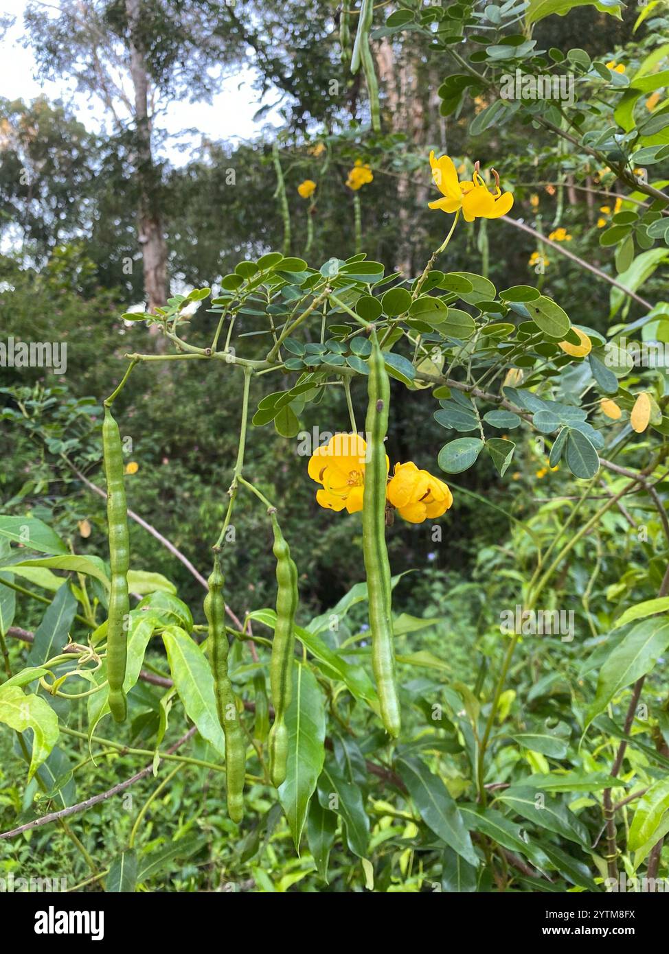 Christmas Senna (Senna pendula Stock Photo - Alamy