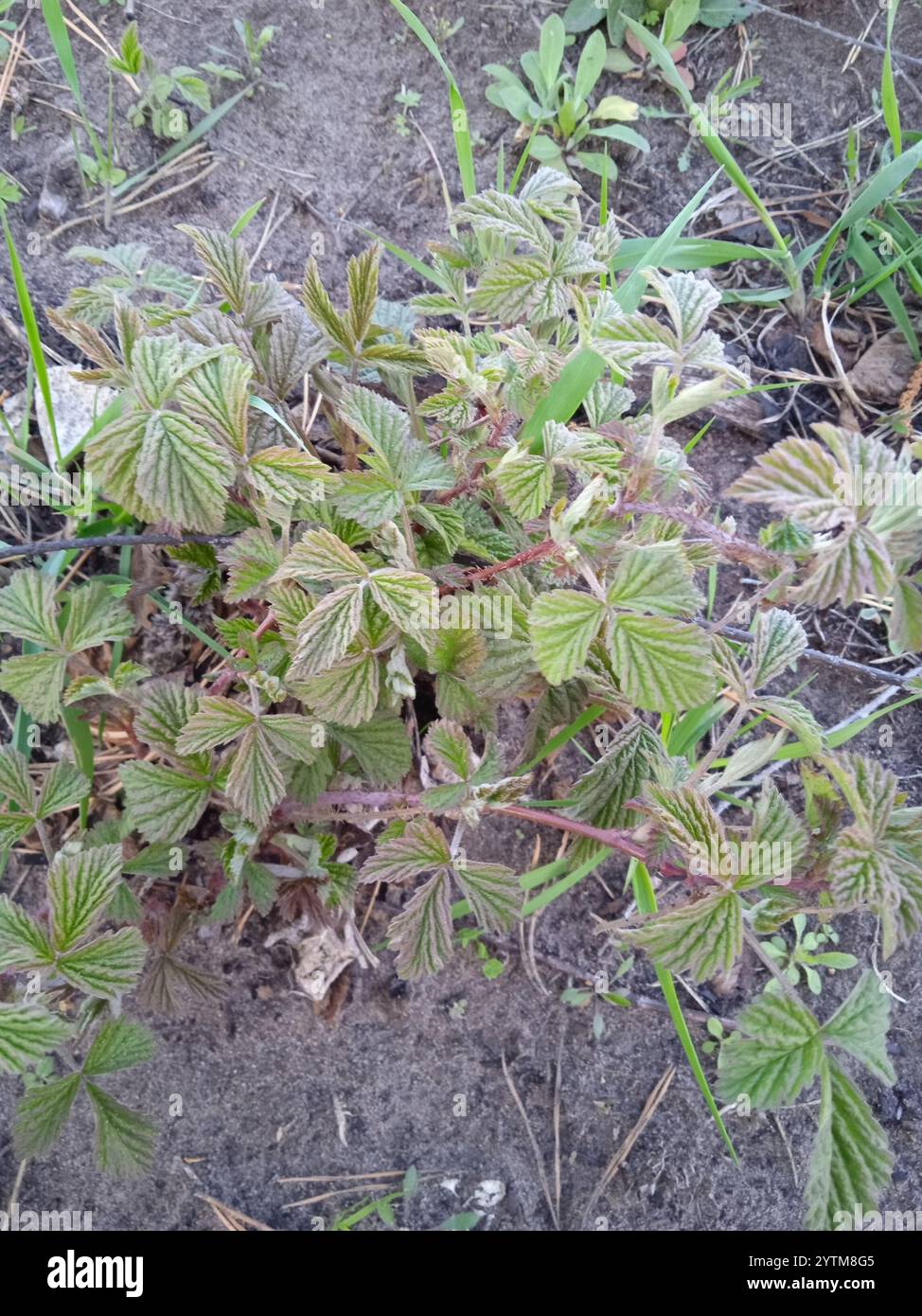 red raspberry (Rubus idaeus Stock Photo - Alamy