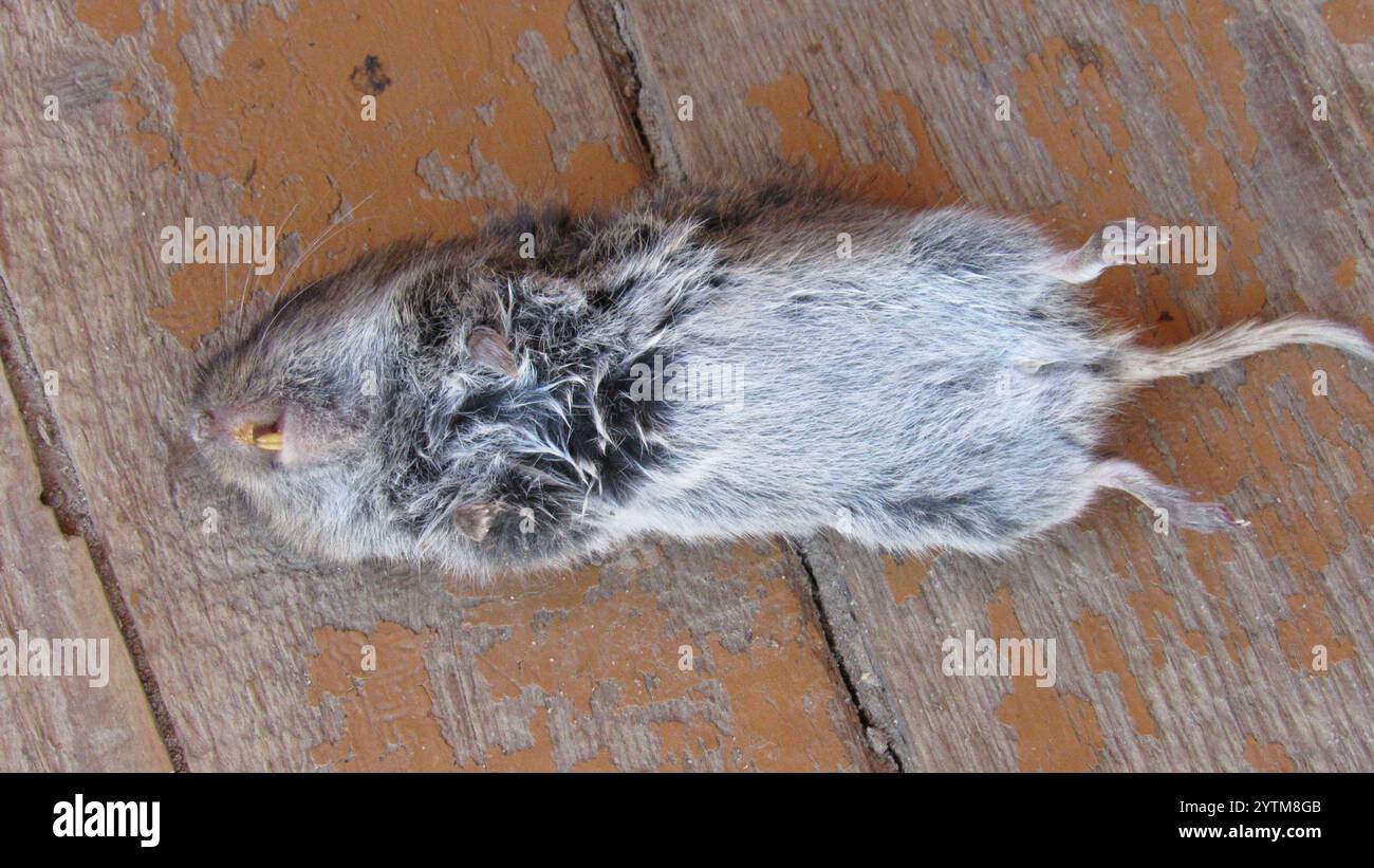 Meadow Voles (Microtus Stock Photo - Alamy