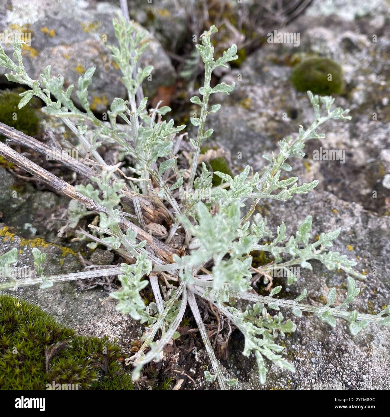 Dusty miller (Jacobaea maritima Stock Photo - Alamy