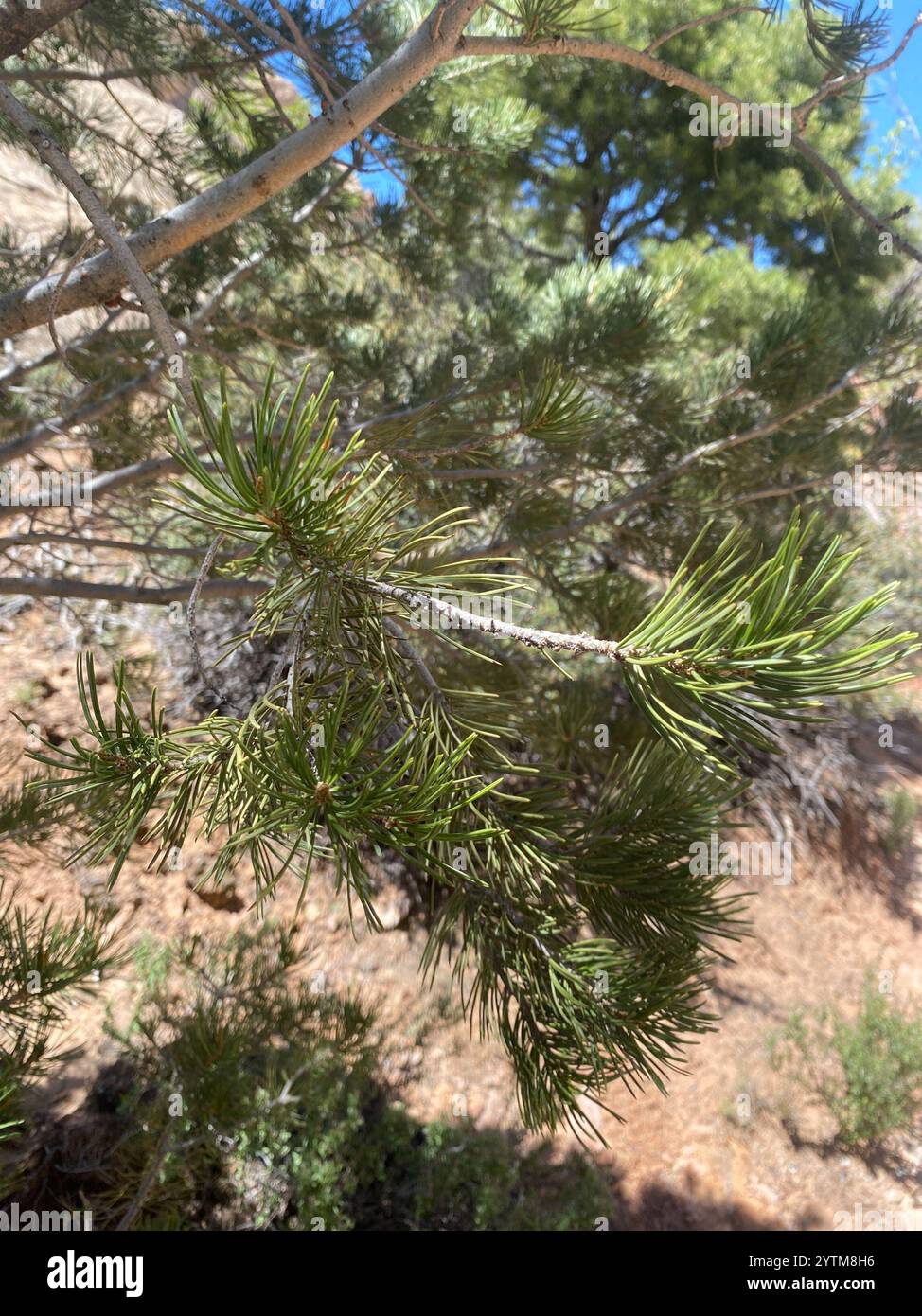 Colorado Pinyon (Pinus edulis Stock Photo - Alamy