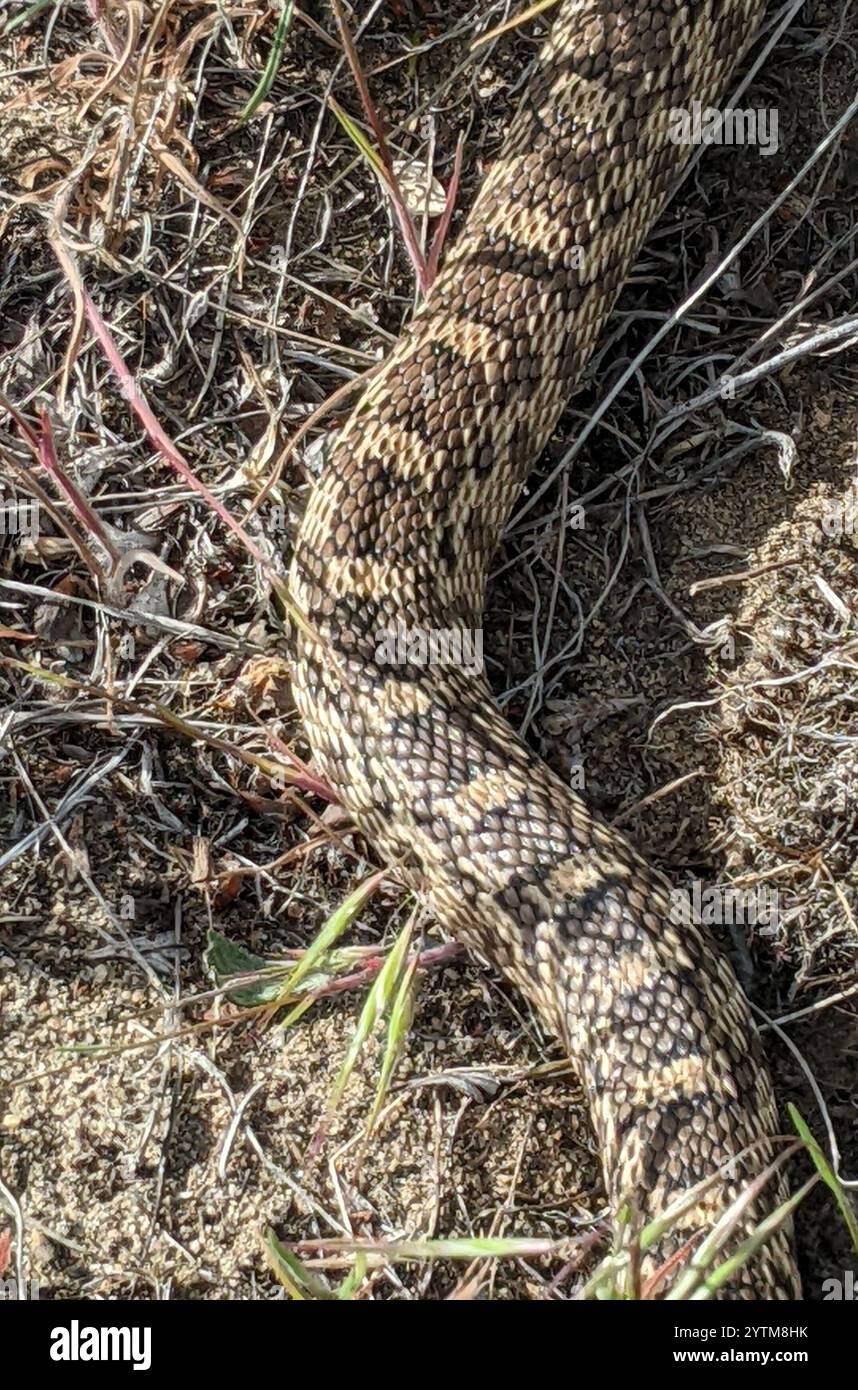 Great Basin Gopher Snake (Pituophis catenifer deserticola Stock Photo ...