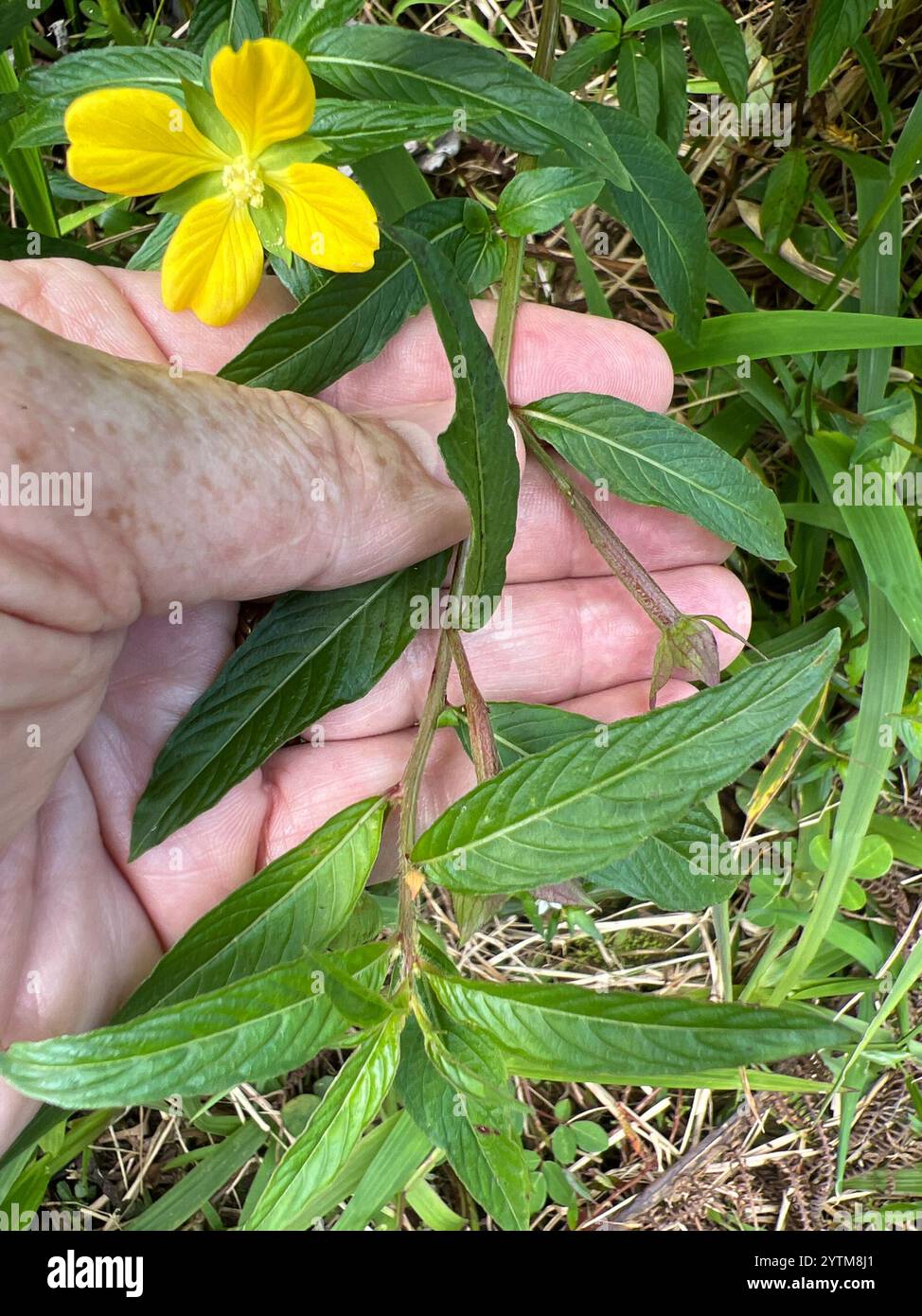 Mexican Primrose-willow (Ludwigia octovalvis Stock Photo - Alamy