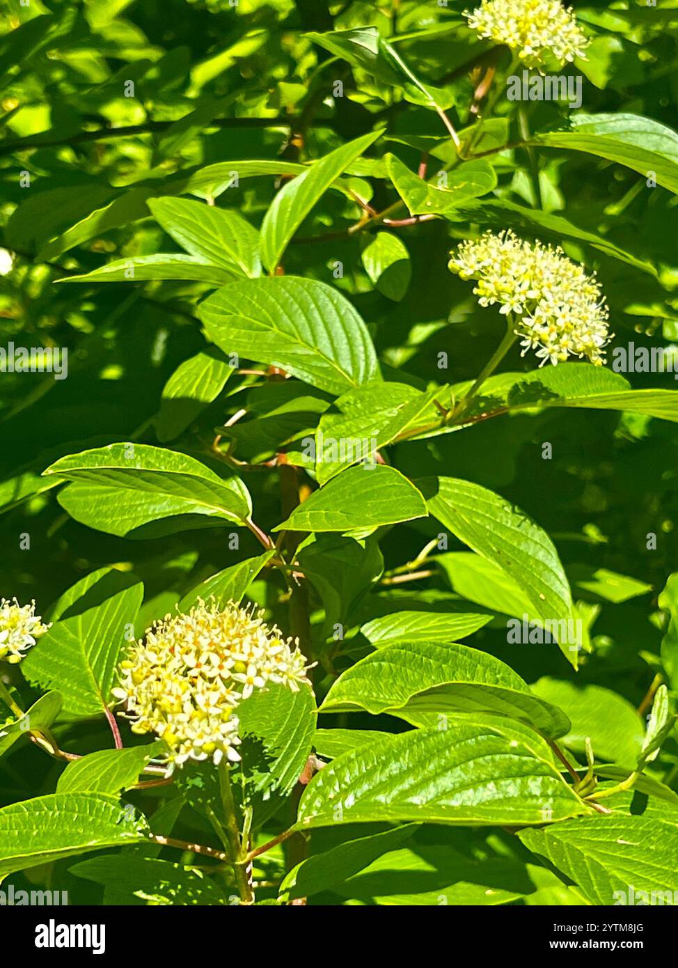 red osier dogwood (Cornus sericea Stock Photo - Alamy