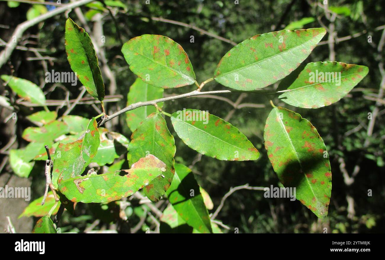 tamboti (Spirostachys africana Stock Photo - Alamy