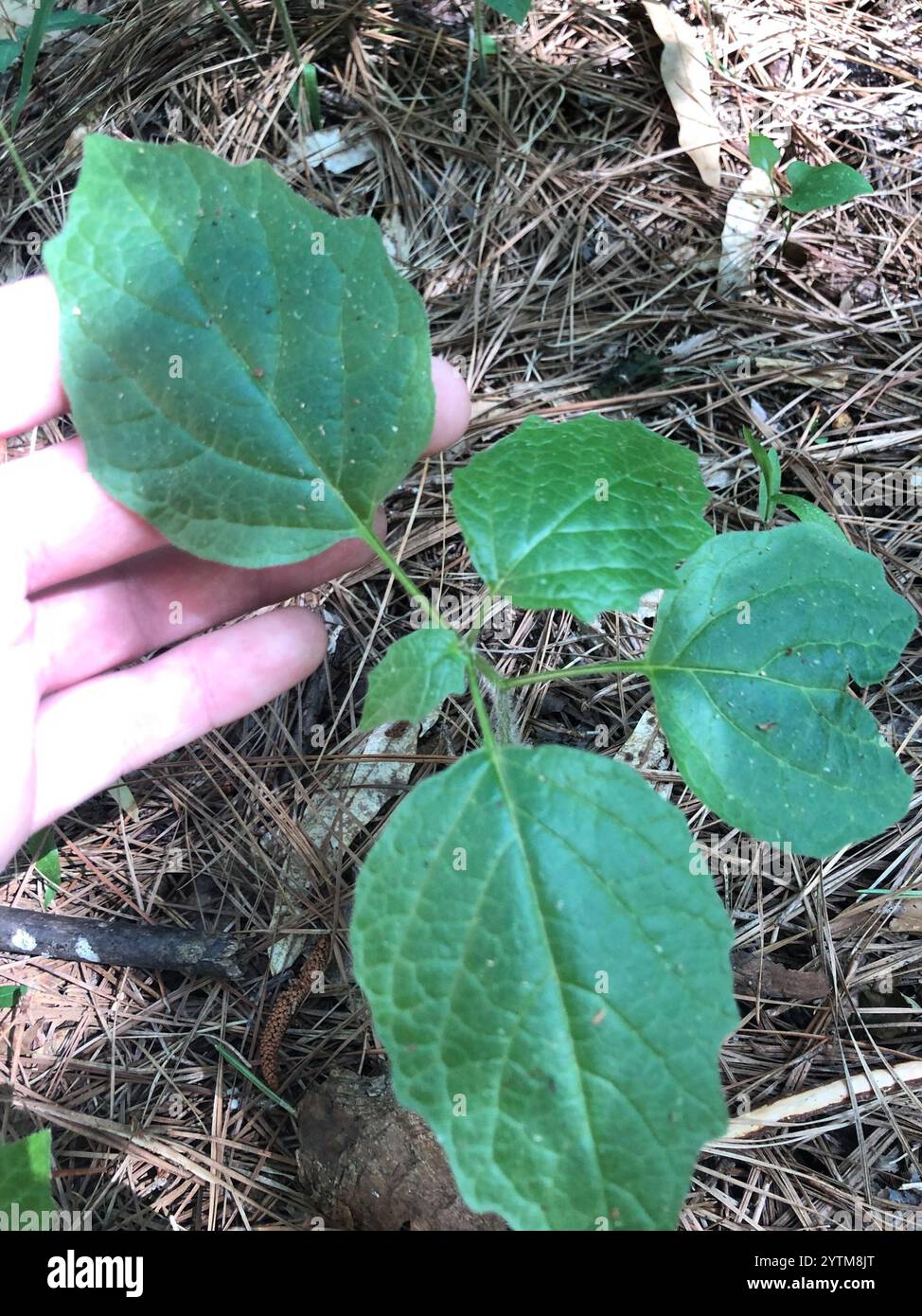 Physalis heterophylla hi-res stock photography and images - Alamy
