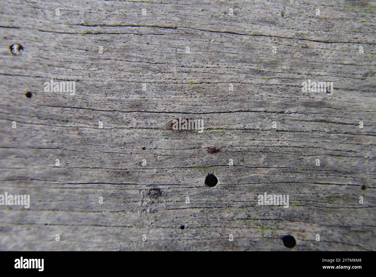 Barklice, Booklice, and Parasitic Lice (Psocodea Stock Photo - Alamy