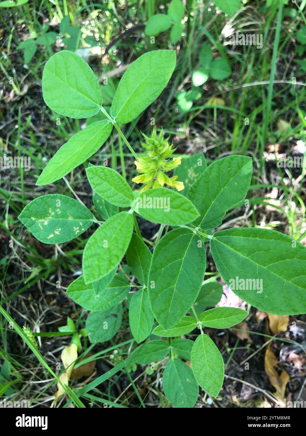 Twining Snoutbean (Rhynchosia tomentosa Stock Photo - Alamy