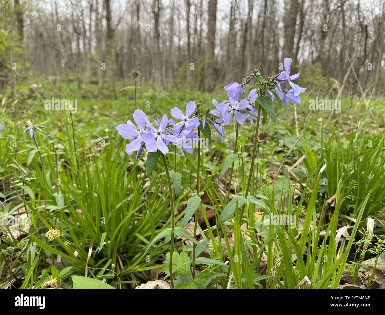 blue phlox (Phlox divaricata Stock Photo - Alamy