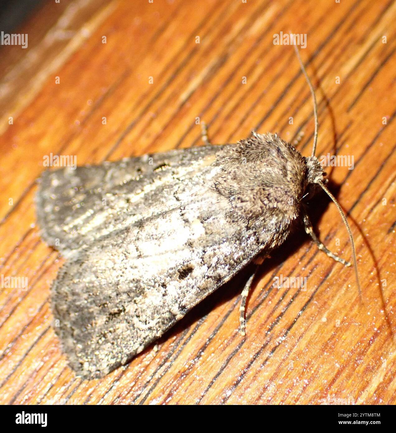 The African (Condica capensis Stock Photo - Alamy