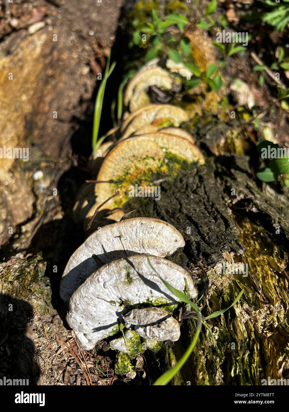 Latte Bracket (Trametes lactinea Stock Photo - Alamy