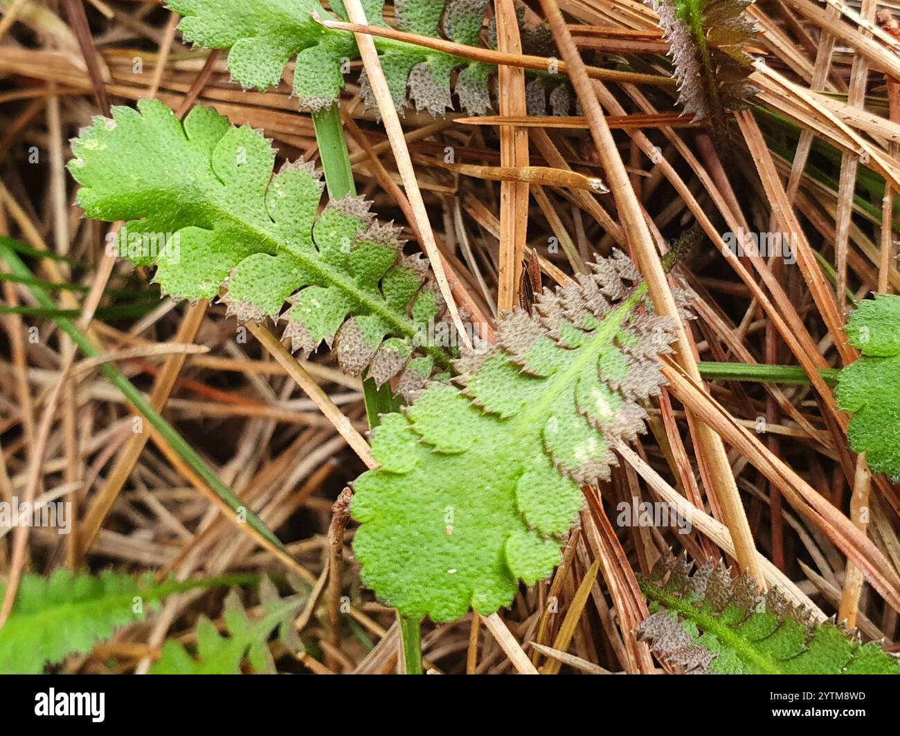 Leptinella (Leptinella squalida Stock Photo - Alamy