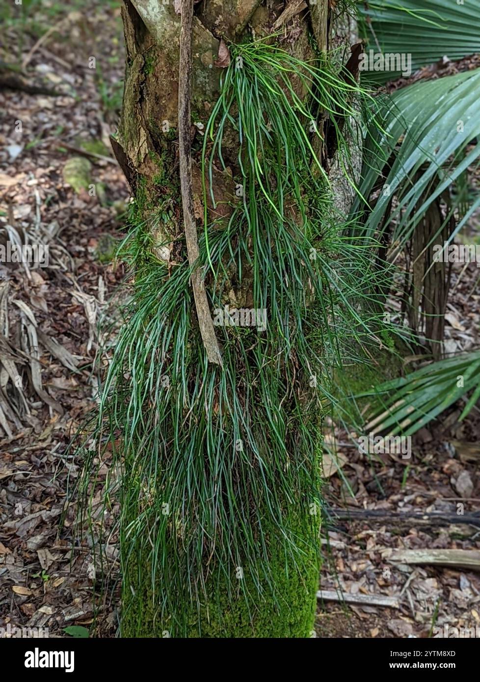 Shoestring Fern (Vittaria lineata Stock Photo - Alamy
