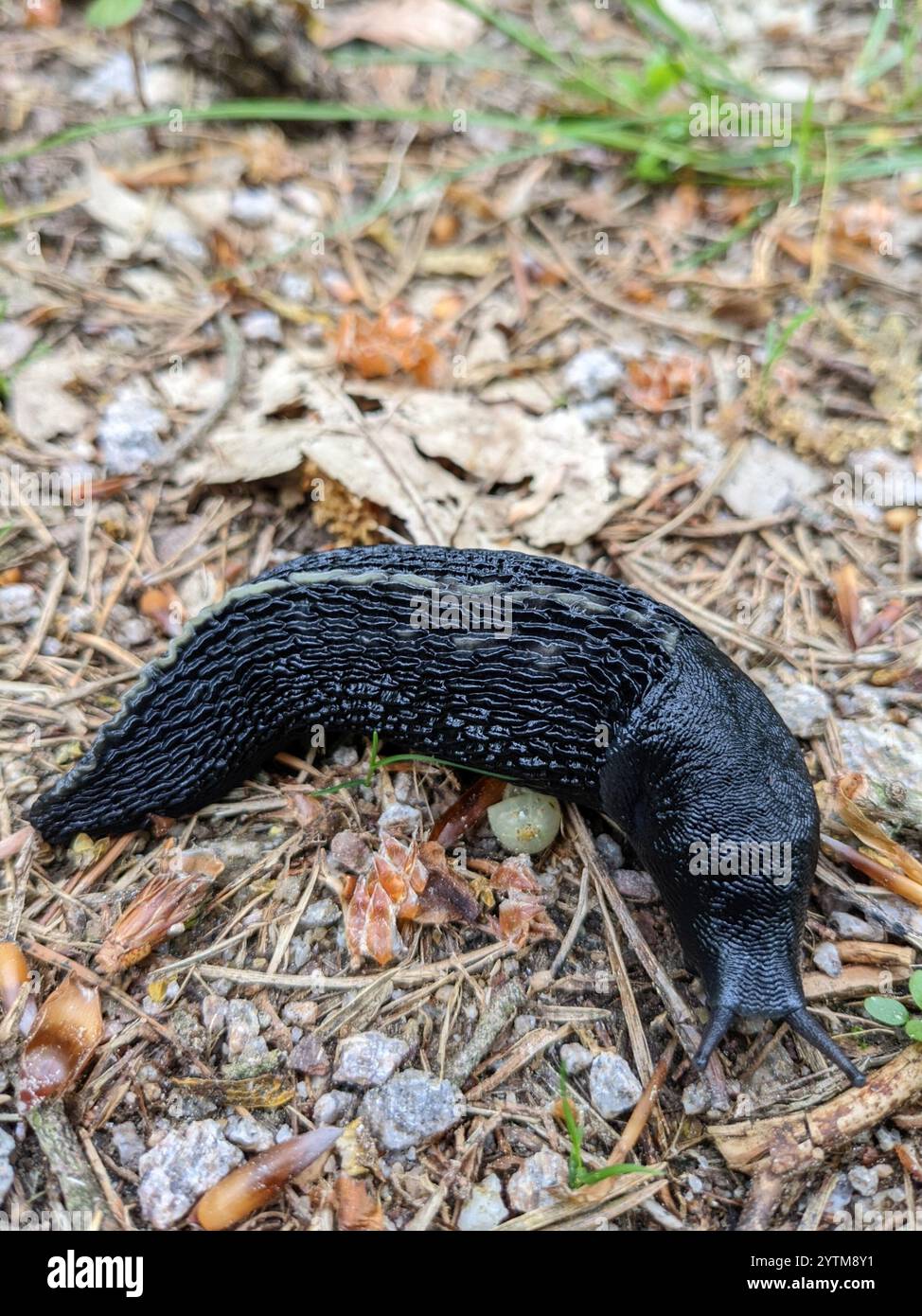 Ash black slug hi-res stock photography and images - Alamy