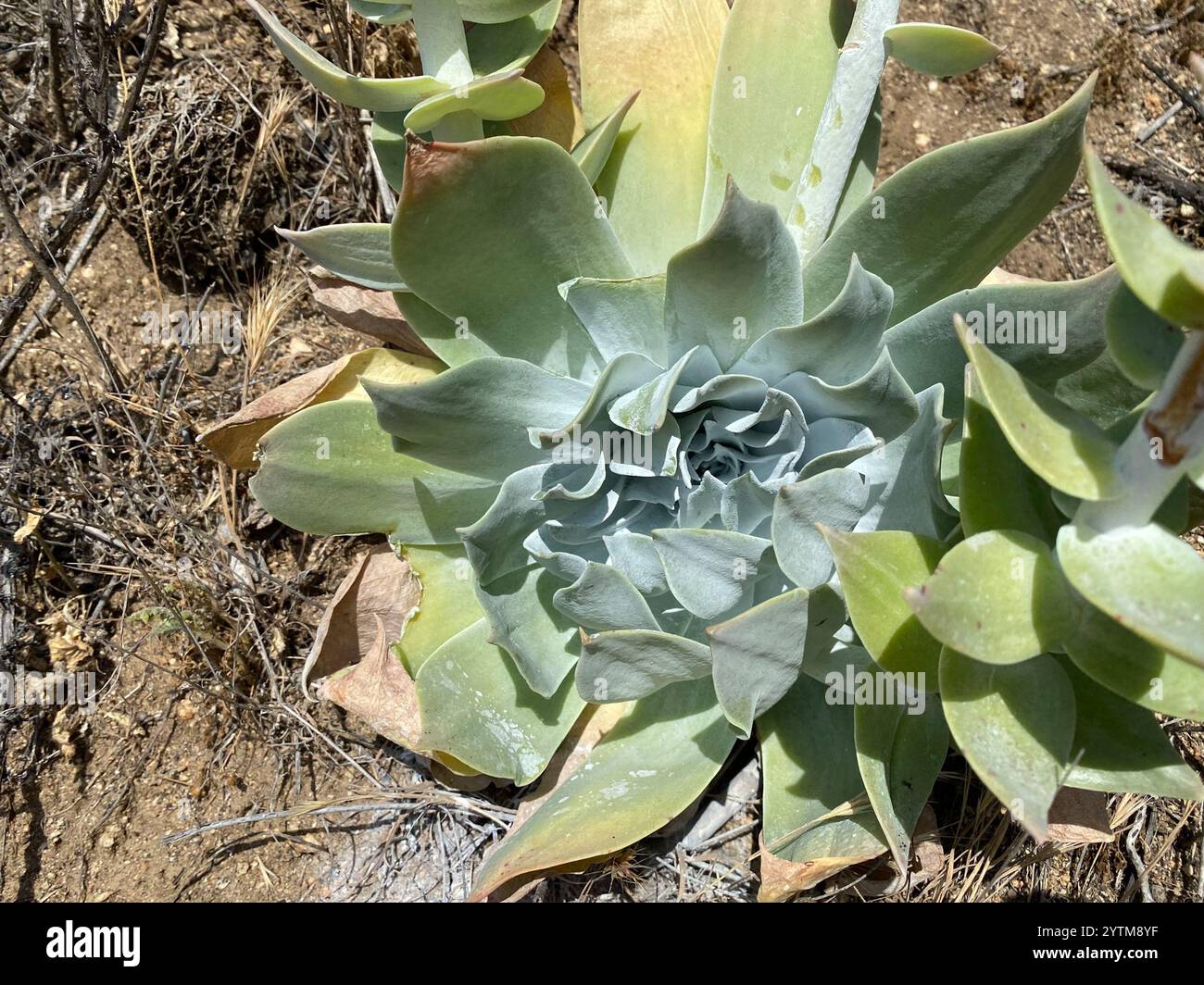 Chalk dudleya hi-res stock photography and images - Alamy