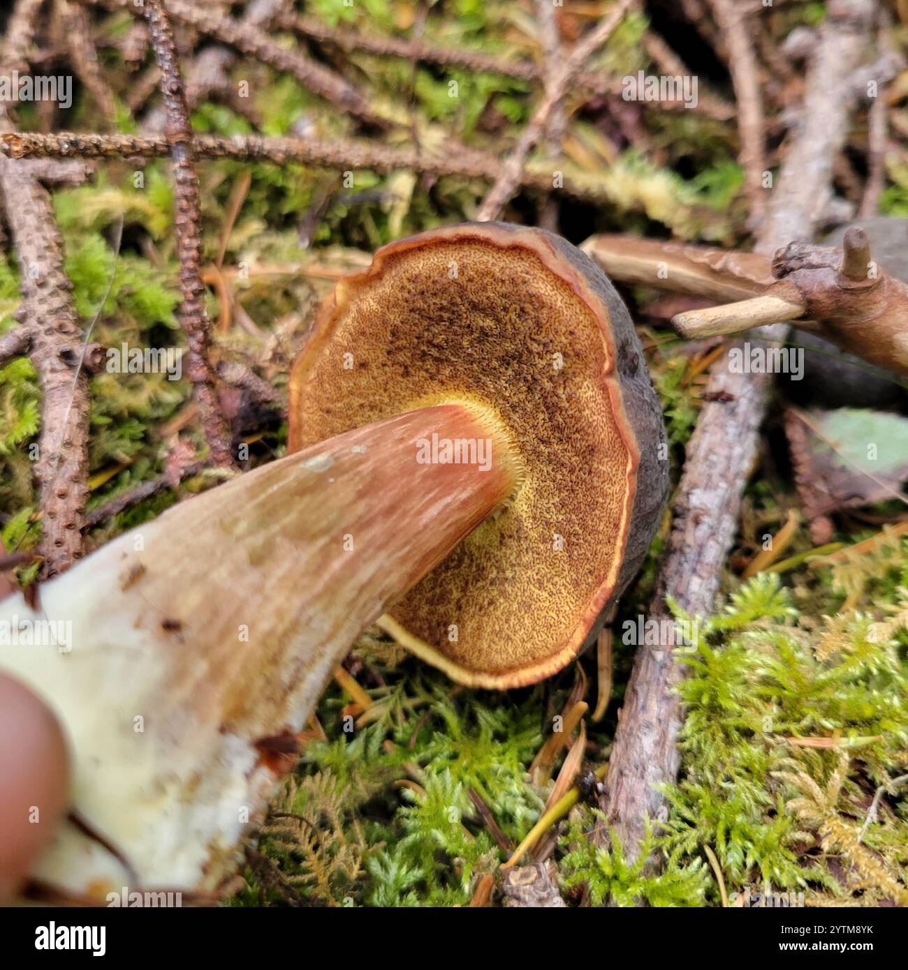 Zeller's bolete (Xerocomellus zelleri Stock Photo - Alamy