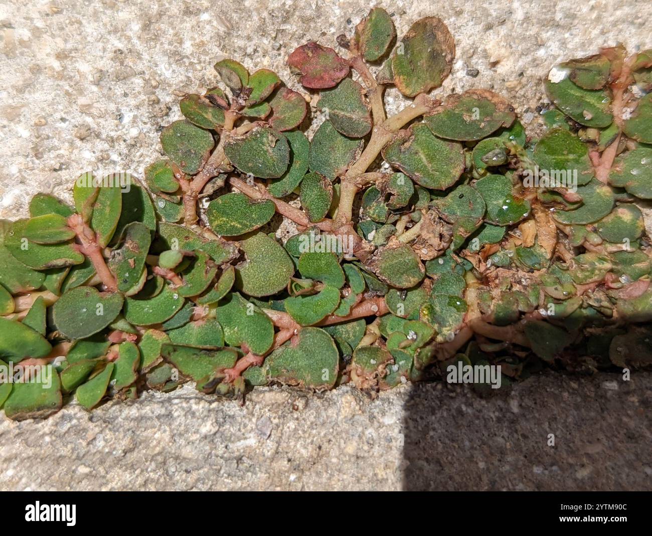 limestone sandmat (Euphorbia blodgettii Stock Photo - Alamy