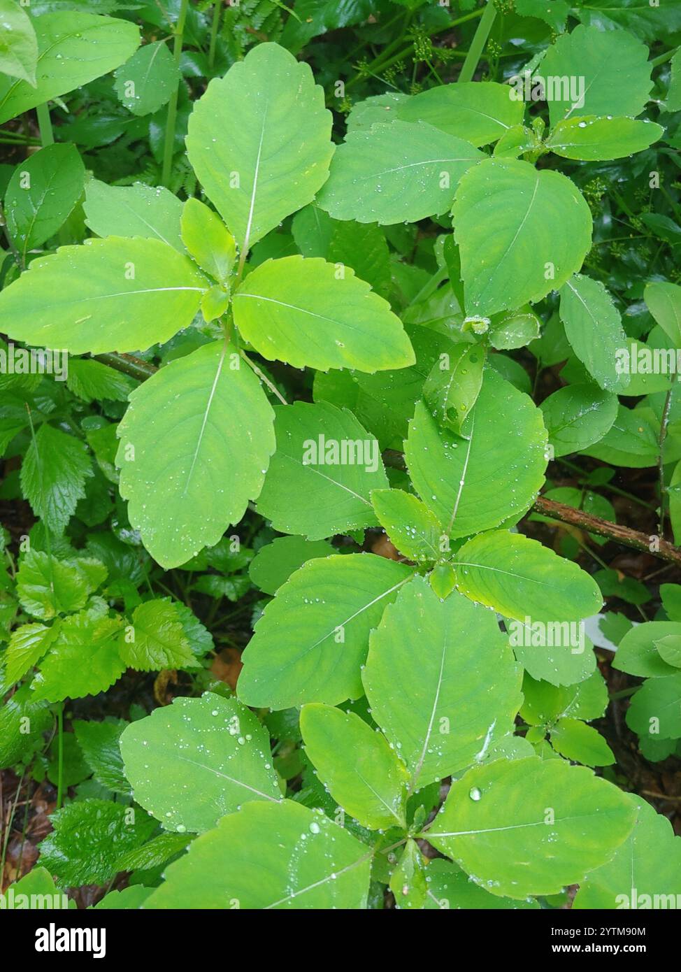 common jewelweed (Impatiens capensis Stock Photo - Alamy