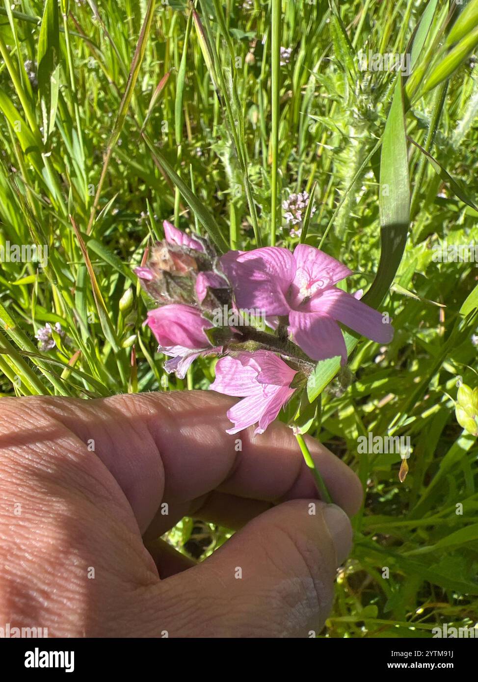 checkerbloom (Sidalcea malviflora Stock Photo - Alamy