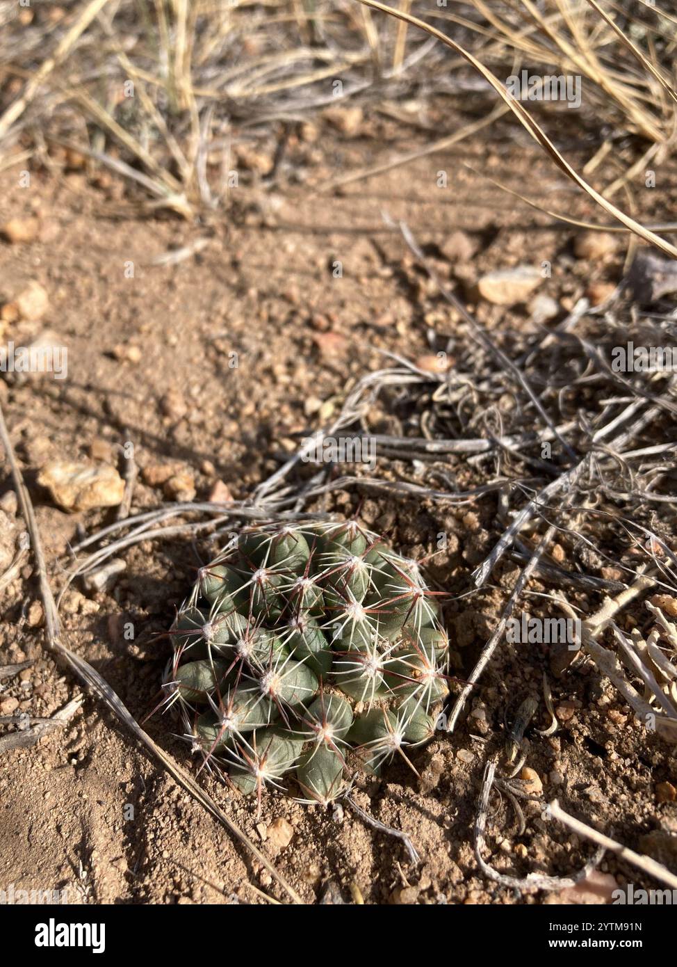 Spinystar (Escobaria vivipara Stock Photo - Alamy