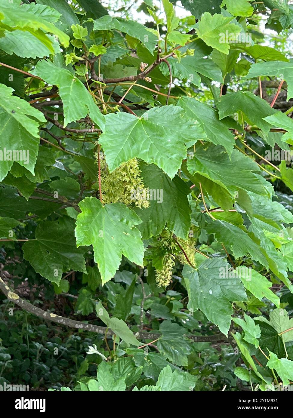 American sycamore (Platanus occidentalis Stock Photo - Alamy