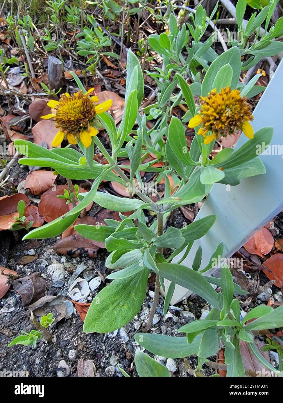 sea ox-eye (Borrichia frutescens Stock Photo - Alamy