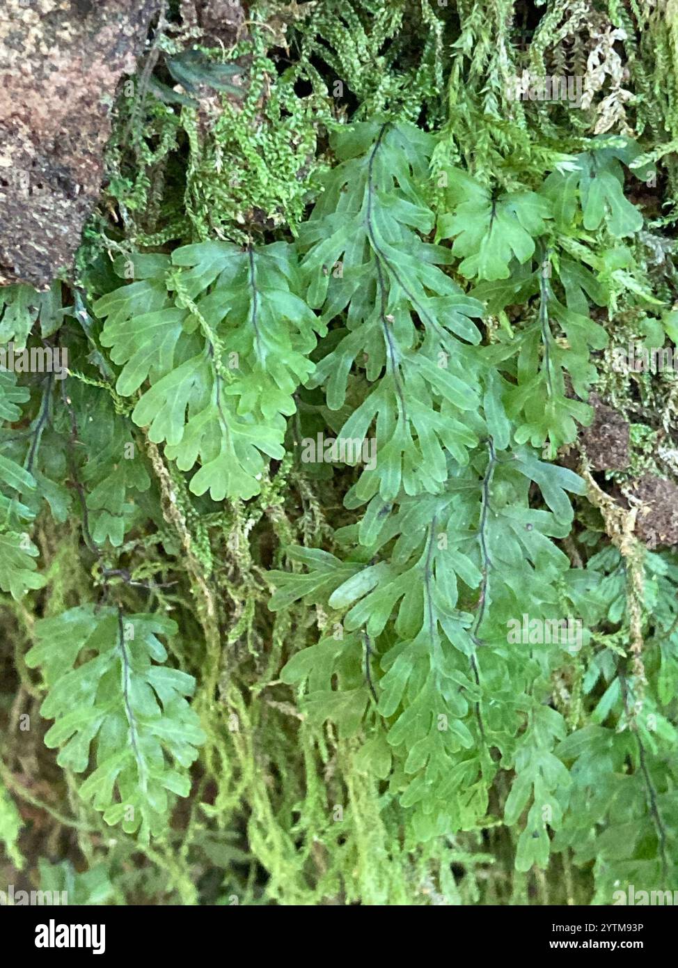 narrow filmy-fern (Hymenophyllum rarum Stock Photo - Alamy