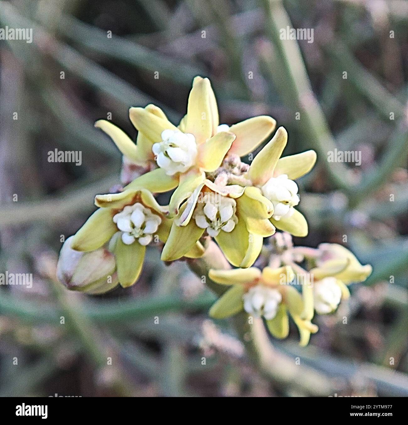 Caustic vine hi-res stock photography and images - Alamy
