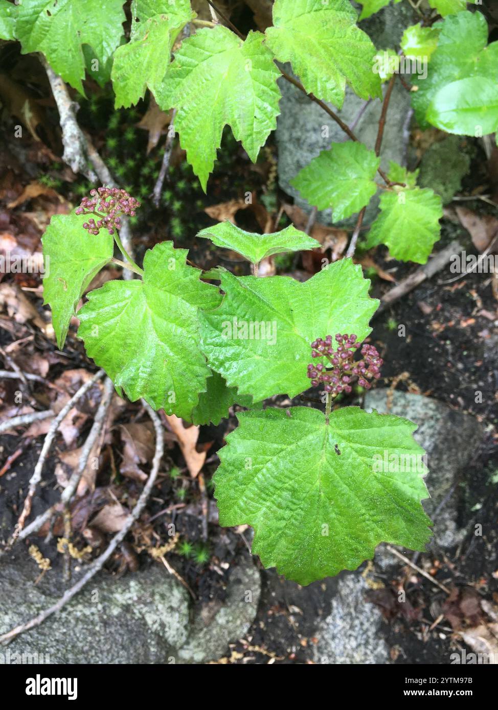 mapleleaf viburnum (Viburnum acerifolium Stock Photo - Alamy