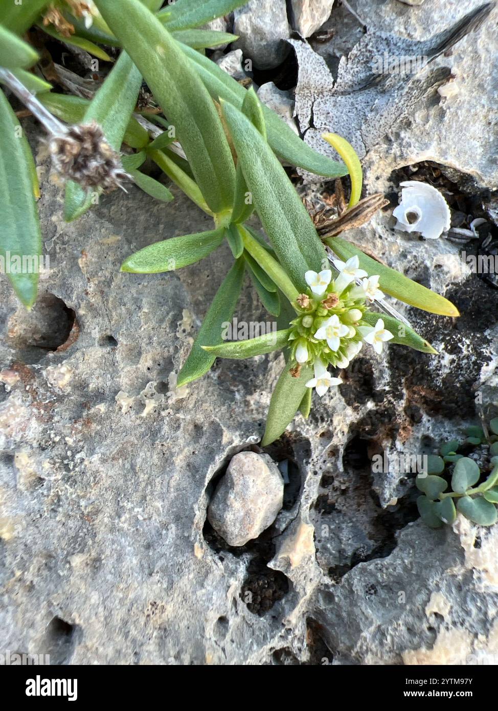 Cana Gorda Girdlepod (Mitracarpus polycladus Stock Photo - Alamy