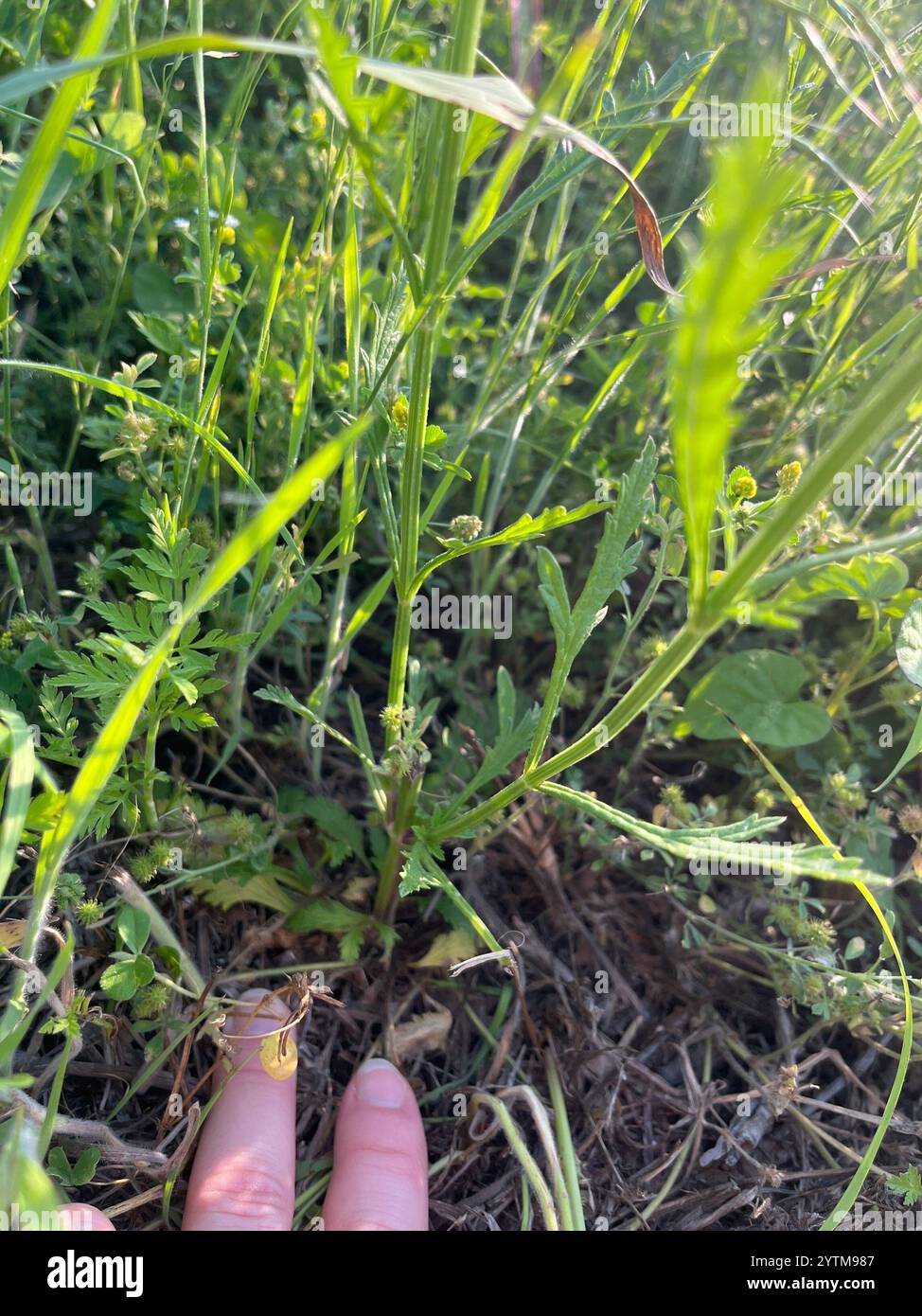 Texas vervain (Verbena halei Stock Photo - Alamy