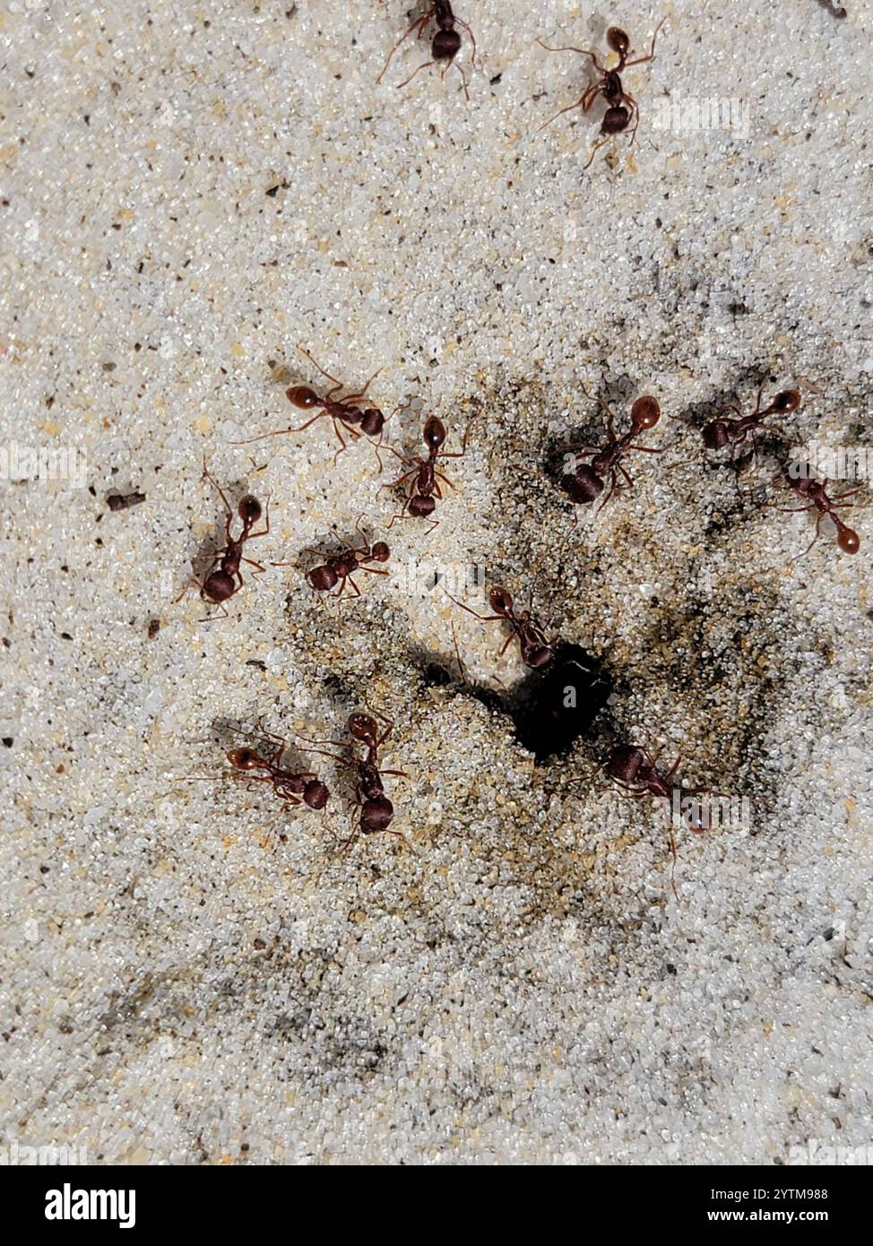 Florida Harvester Ant (Pogonomyrmex badius Stock Photo - Alamy