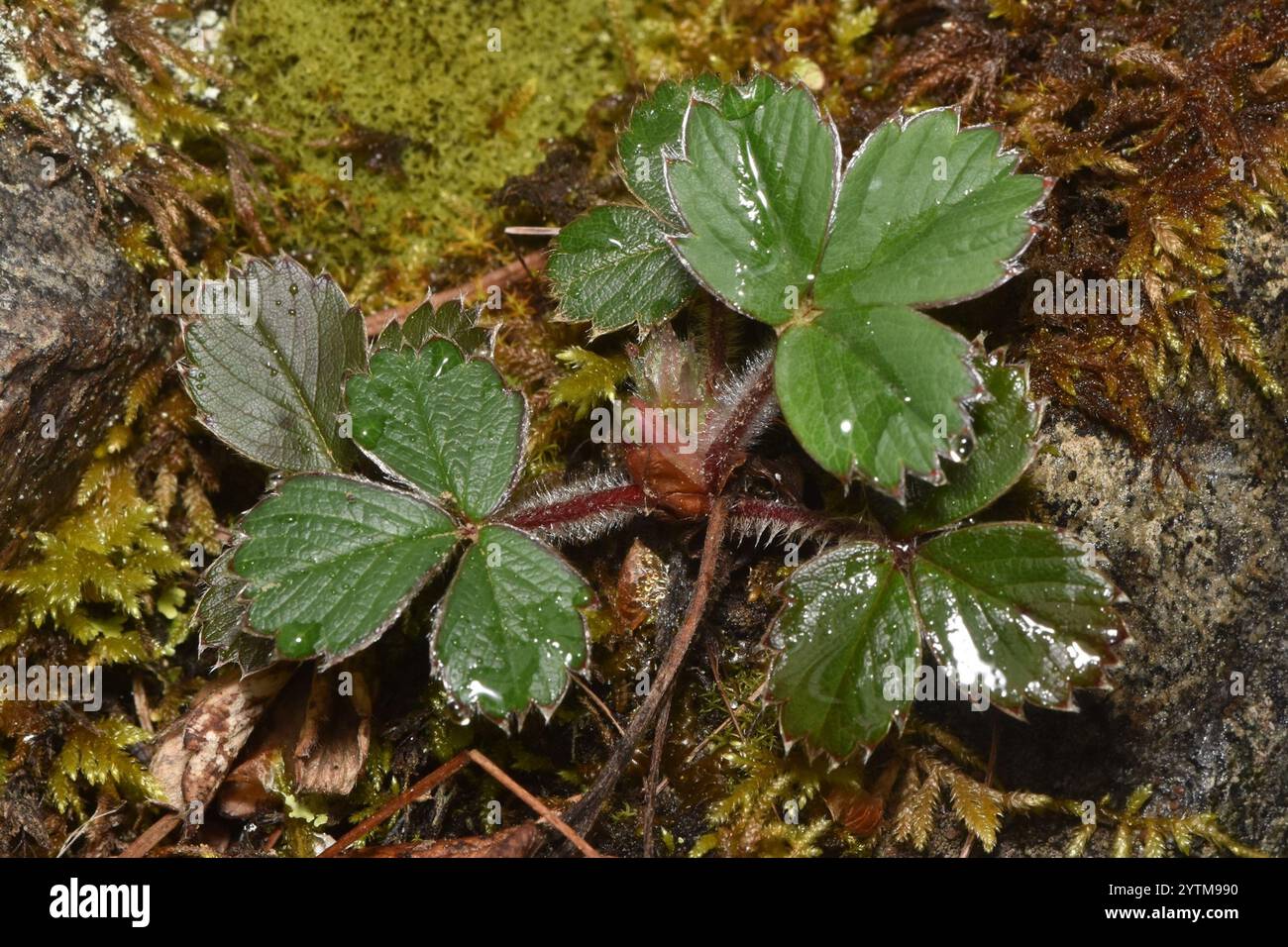 Virginia strawberry (Fragaria virginiana Stock Photo - Alamy