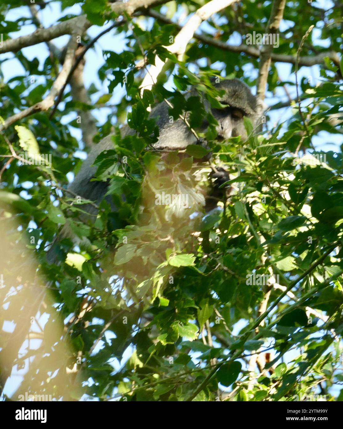 White-throated Samango (Cercopithecus mitis erythrarchus Stock Photo ...