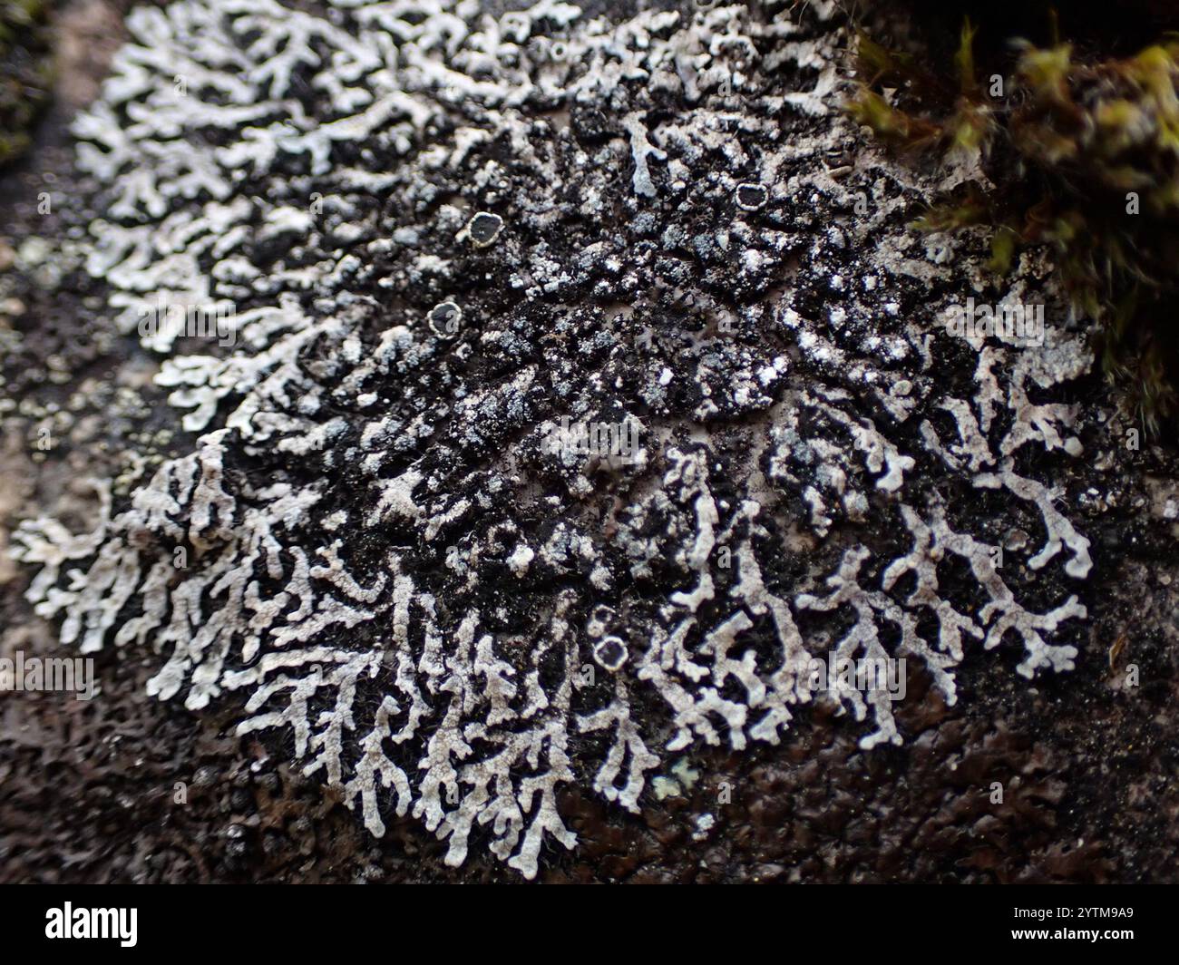rosette lichens, frost lichens, and allies (Physciaceae Stock Photo - Alamy