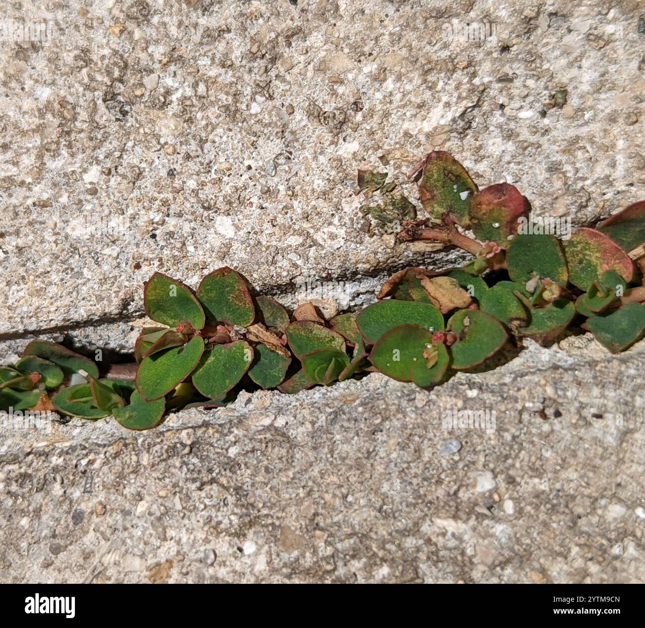 limestone sandmat (Euphorbia blodgettii Stock Photo - Alamy