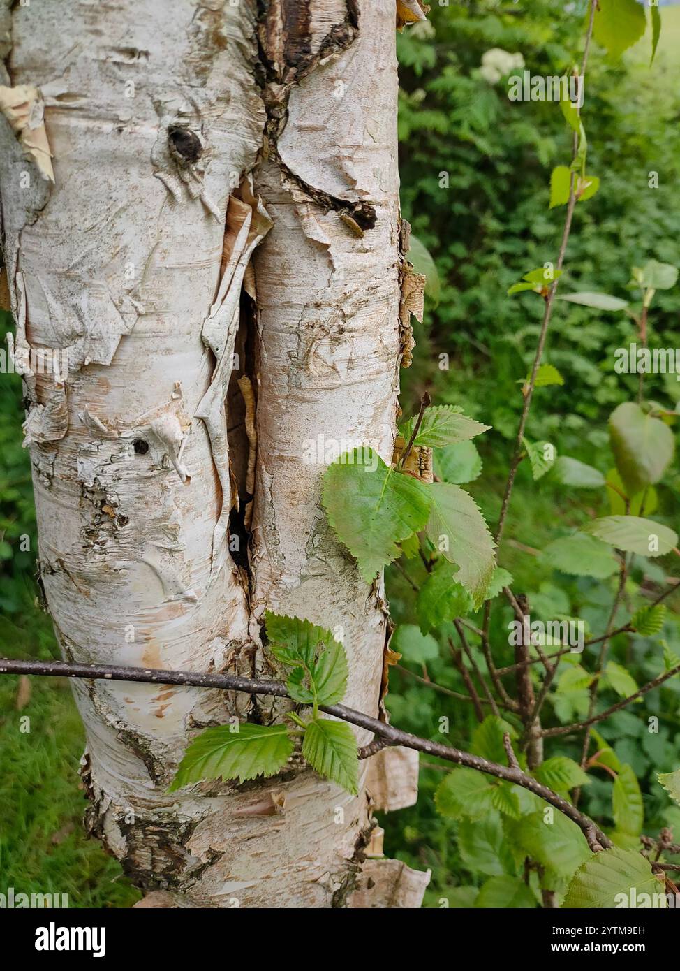 Downy Birch (Betula pubescens Stock Photo - Alamy