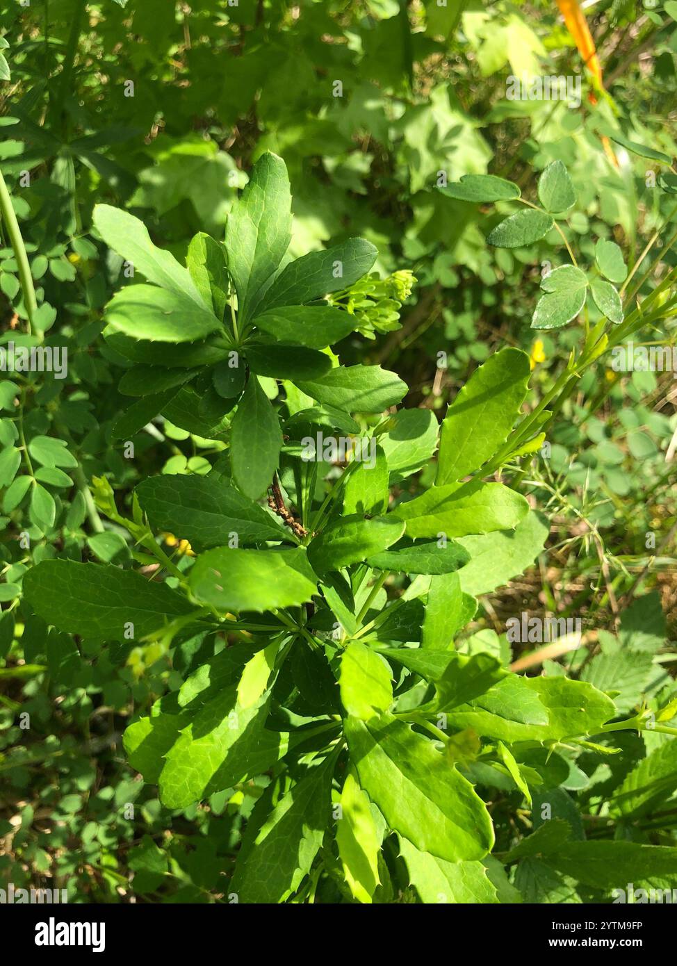 American barberry (Berberis canadensis Stock Photo - Alamy